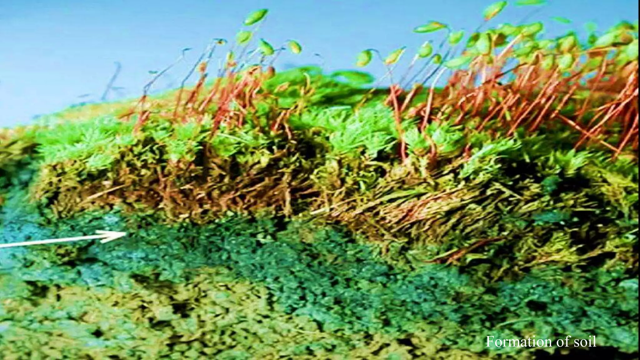 botany ppt.bryophyta.pptx