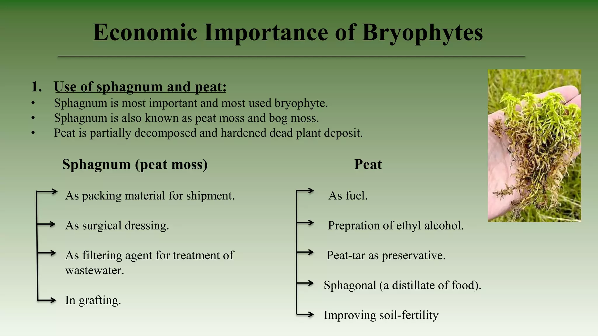 botany ppt.bryophyta.pptx