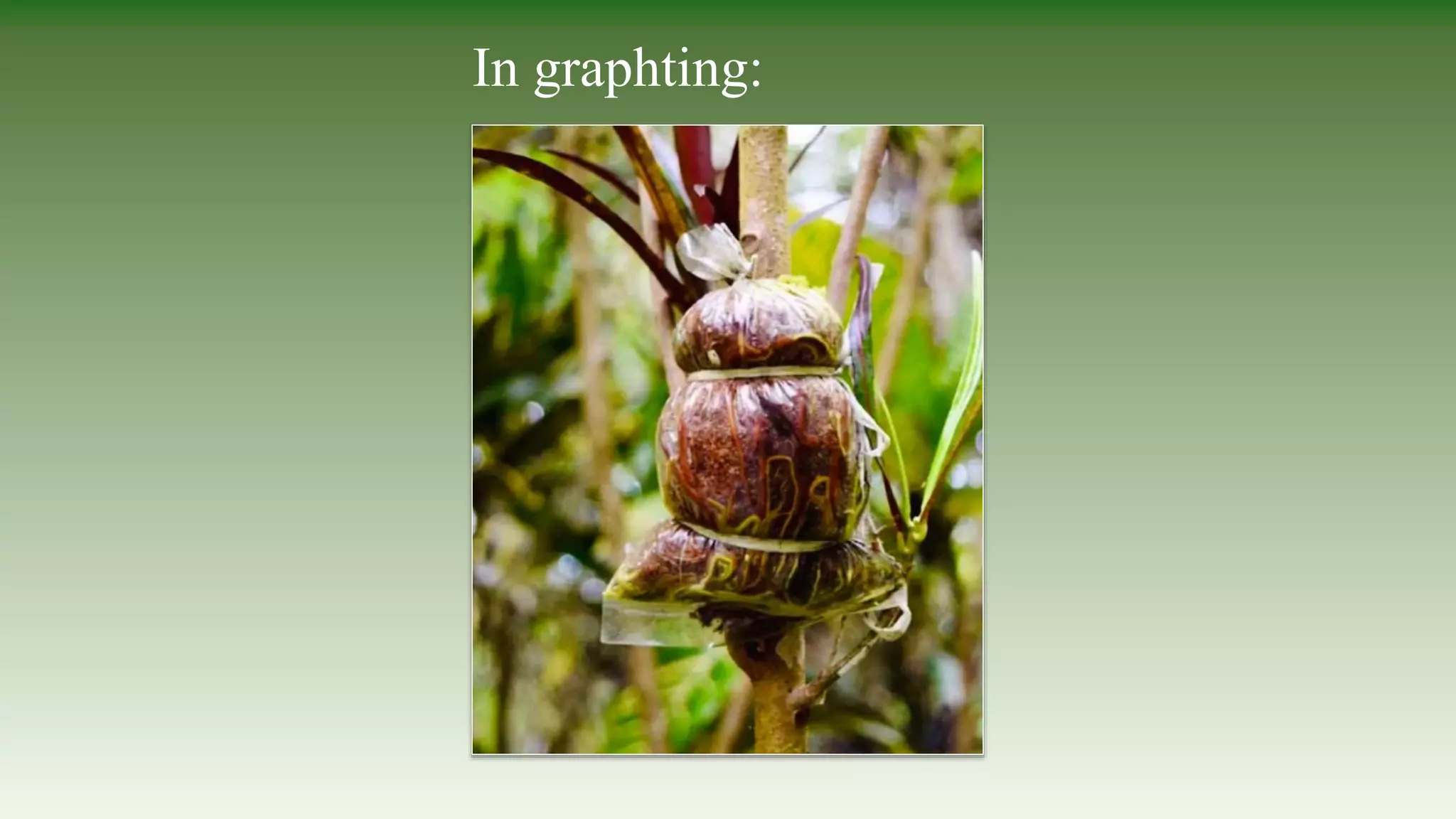 botany ppt.bryophyta.pptx