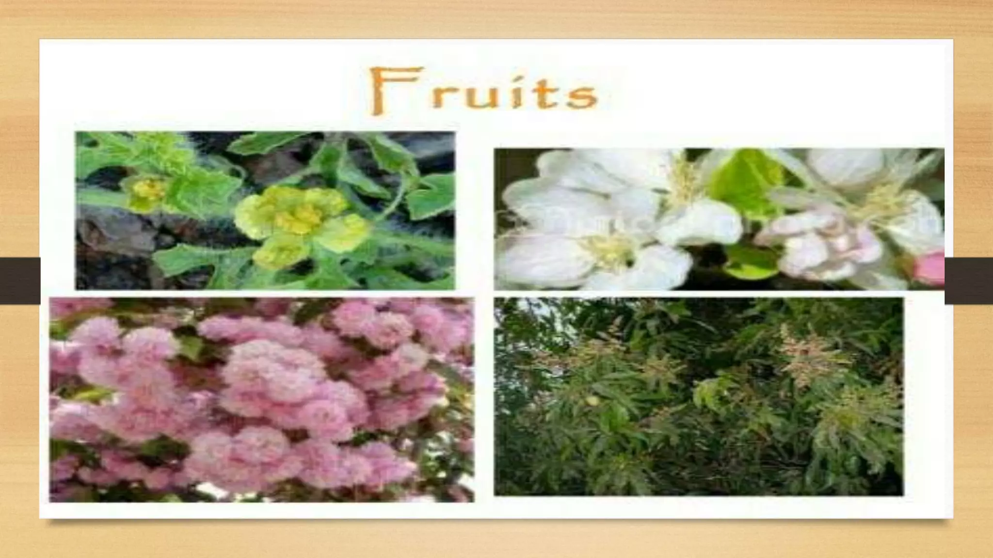 BOTANY PPT.pptx