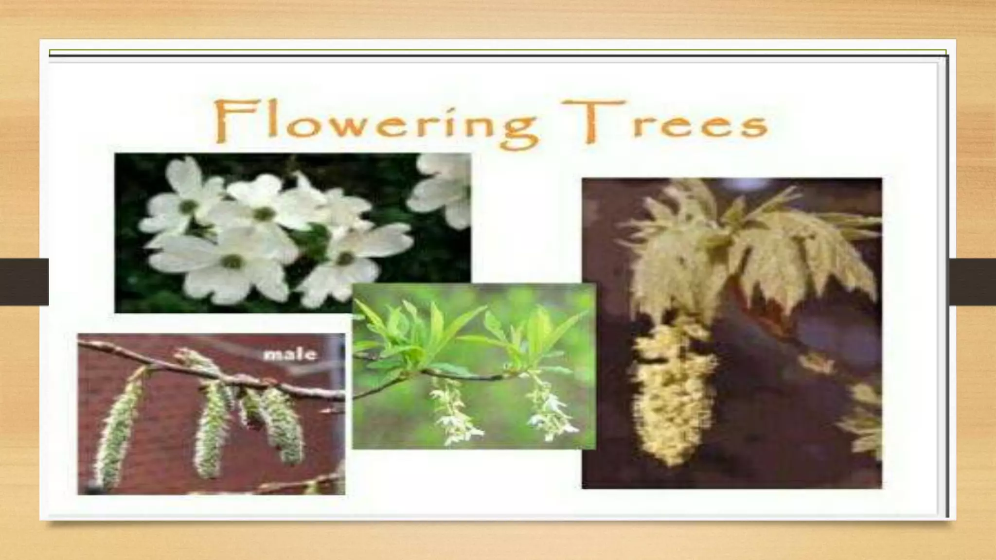 BOTANY PPT.pptx