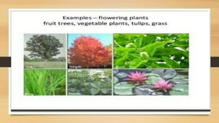 BOTANY PPT.pptx