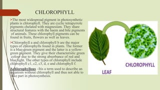 Botany ppt on plant physiology and metabolism | PPTX