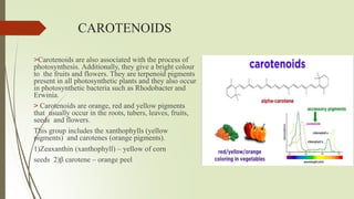 Botany ppt on plant physiology and metabolism | PPTX