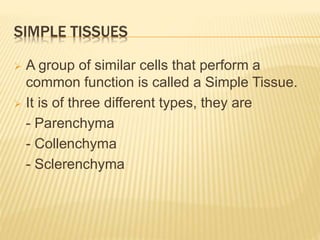 tissues best ppt | PPT