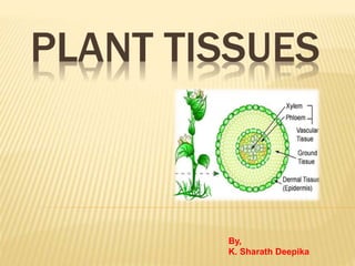 Botany ppt on tissues | PPTX