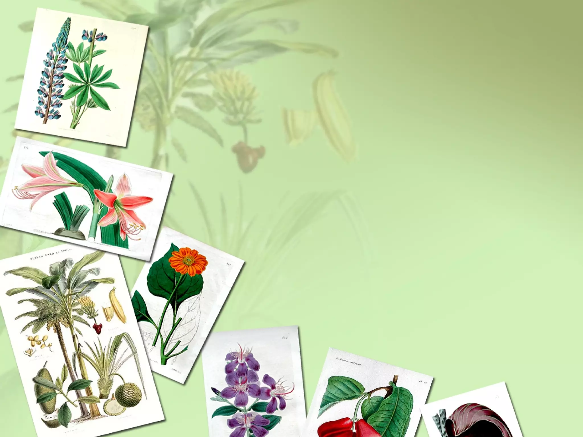 Botany presentation | PDF
