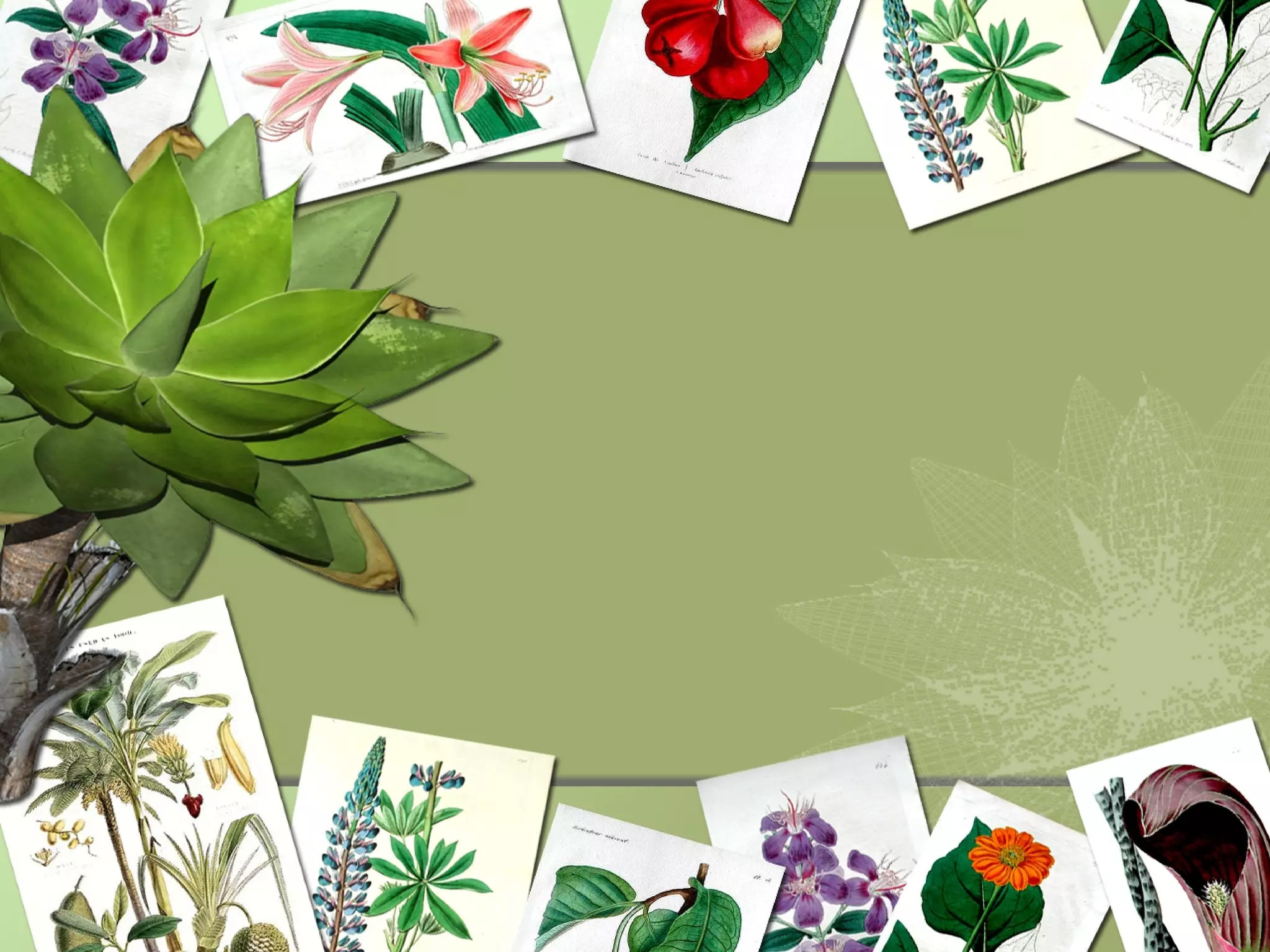 Botany presentation | PDF