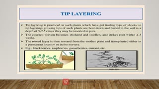 Botany presentation | PPT