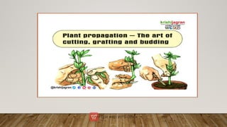Botany presentation | PPT