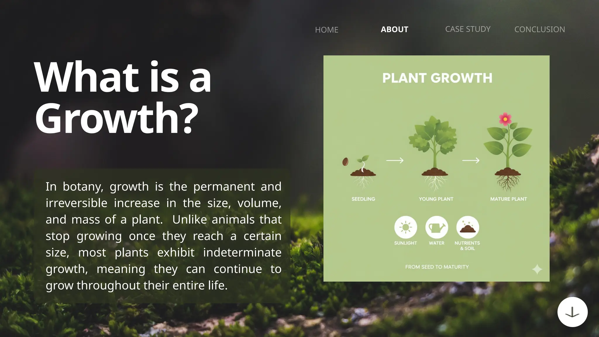 BOTANY - plants movement and growth.pptx