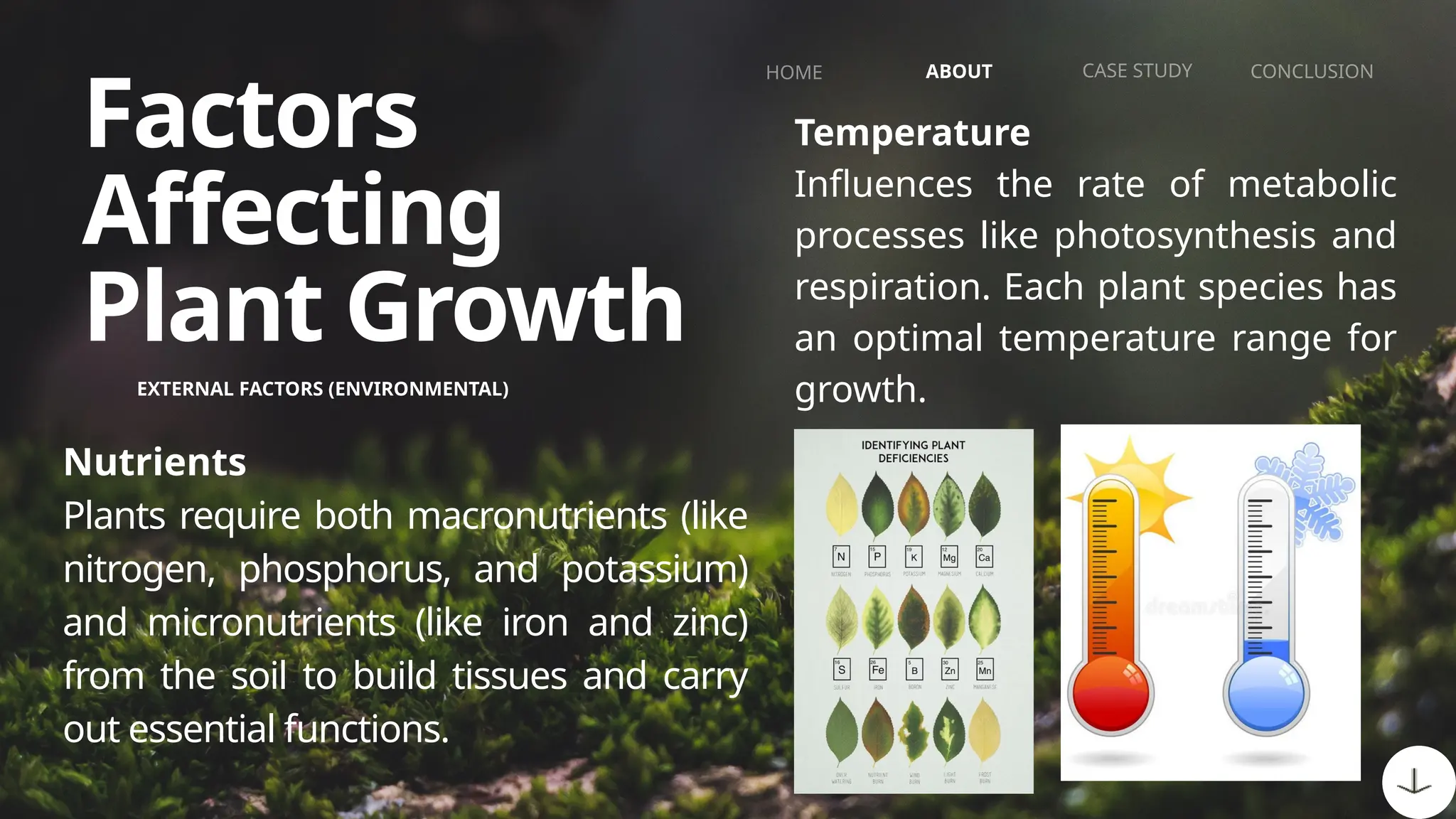 BOTANY - plants movement and growth.pptx