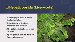 Bryophytes and Pteridophytes | PPTX