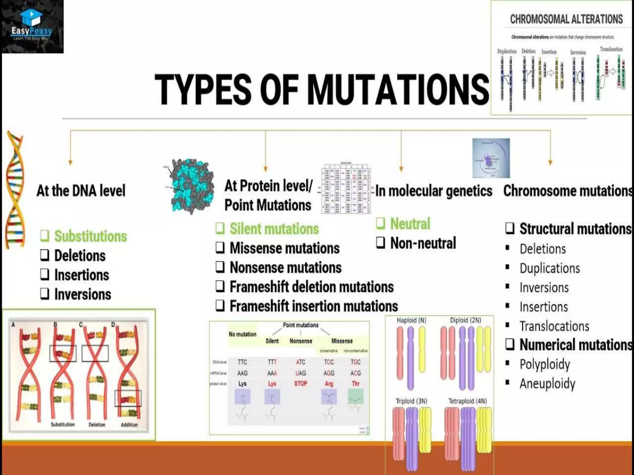 Project on mutation | PPTX