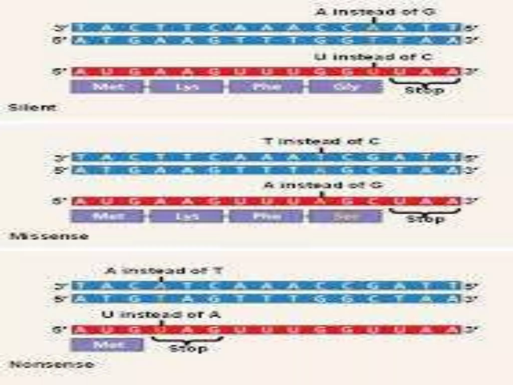 Project on mutation | PPTX