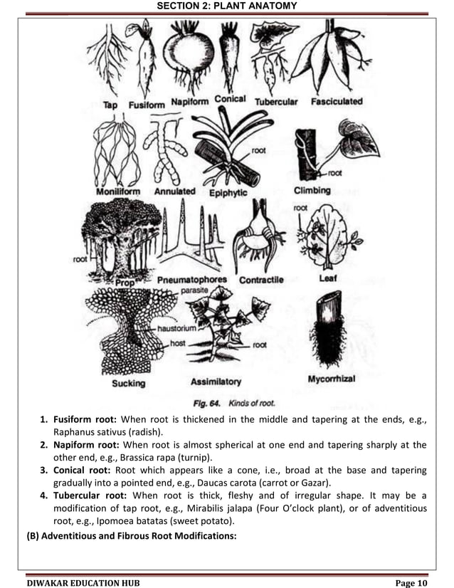 GATE Botany Book PDF [Sample PDF] | PDF
