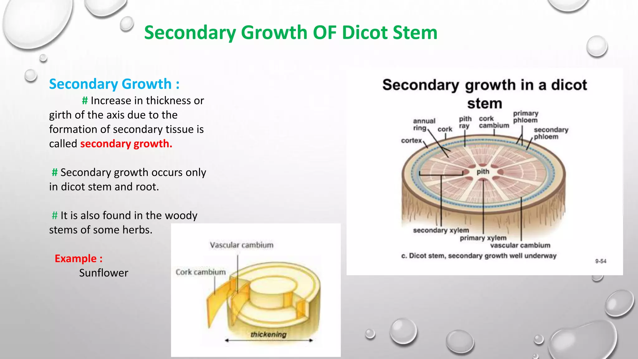 Secondary growth of plant | PPTX