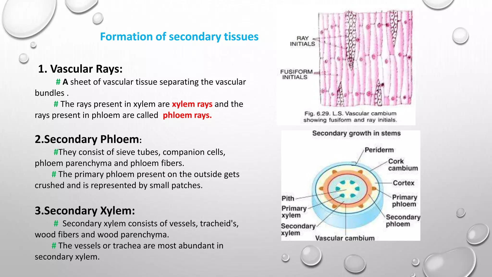 Secondary growth of plant | PPTX