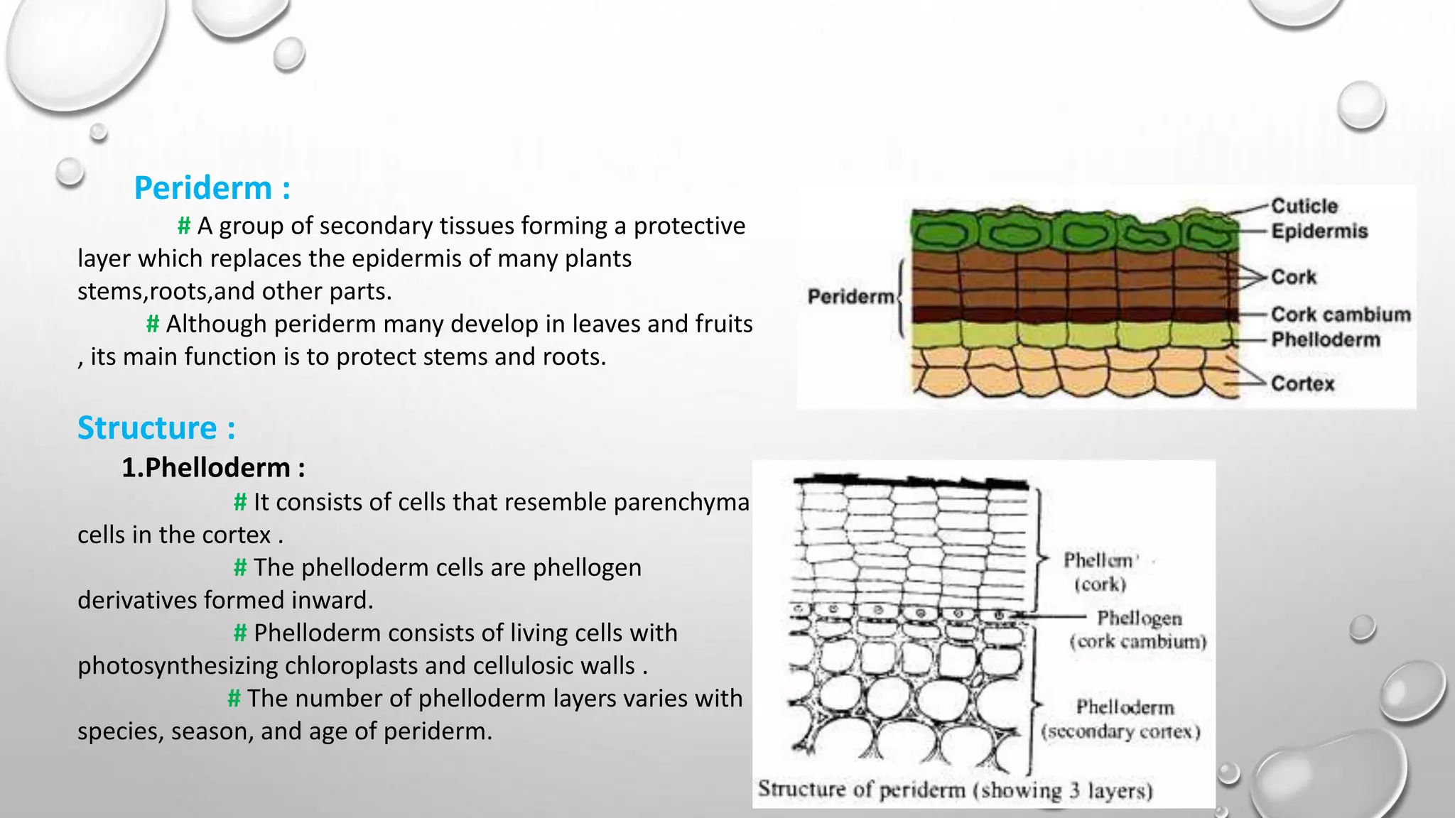 Secondary growth of plant | PPTX