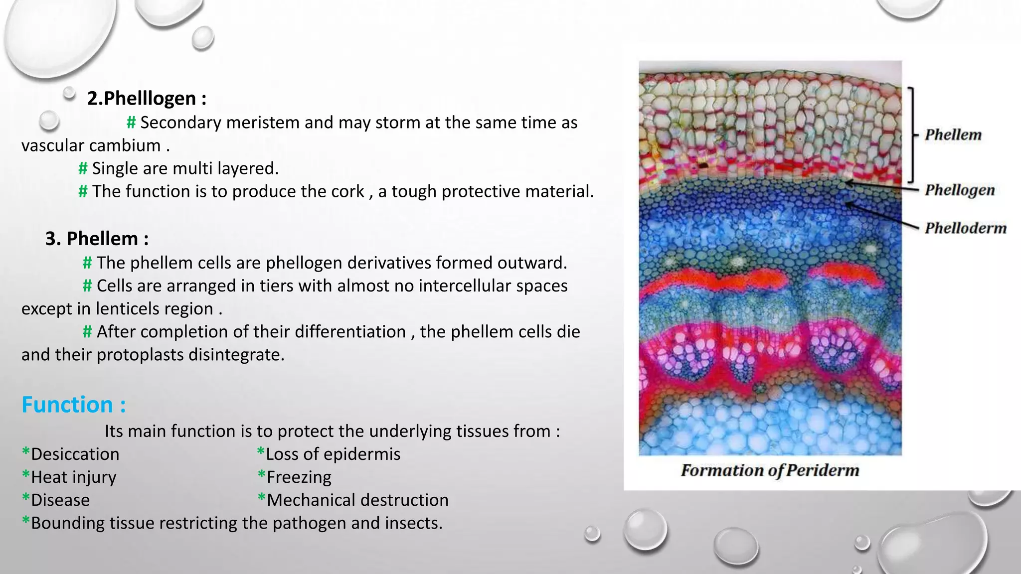 Secondary growth of plant | PPTX
