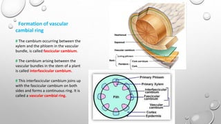 Secondary growth of plant | PPTX