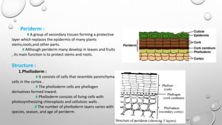 Secondary growth of plant | PPTX