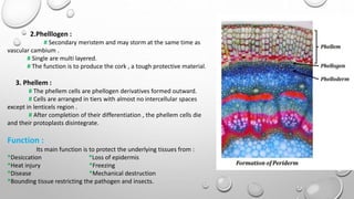Secondary growth of plant | PPTX