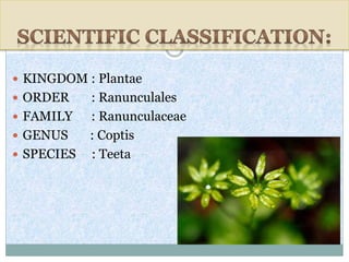 coptis teeta | PPTX