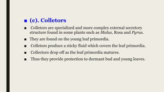 Biological classification of plants with detail | PDF