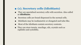 Biological classification of plants with detail | PDF