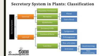 Biological classification of plants with detail | PDF