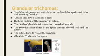 Biological classification of plants with detail | PDF