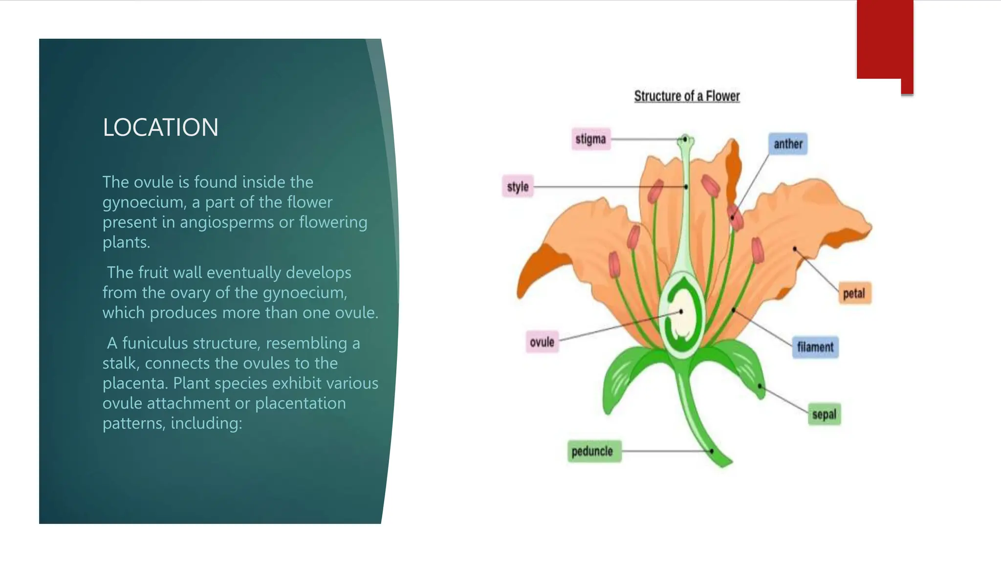 BOTANY –STRUCTURE OF OVULE Presentation by Karthika Dass | PPTX