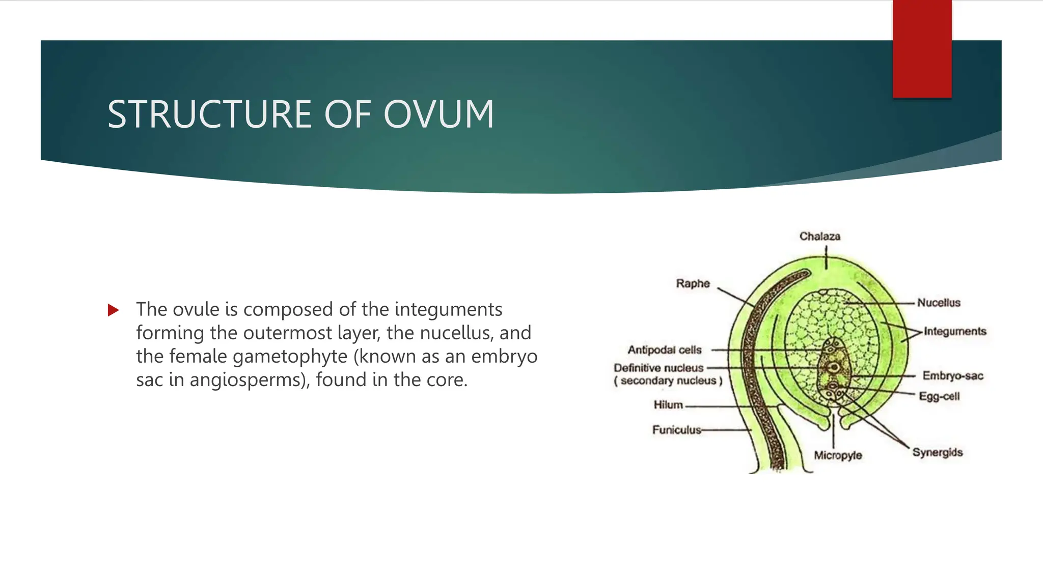 BOTANY –STRUCTURE OF OVULE Presentation by Karthika Dass | PPTX