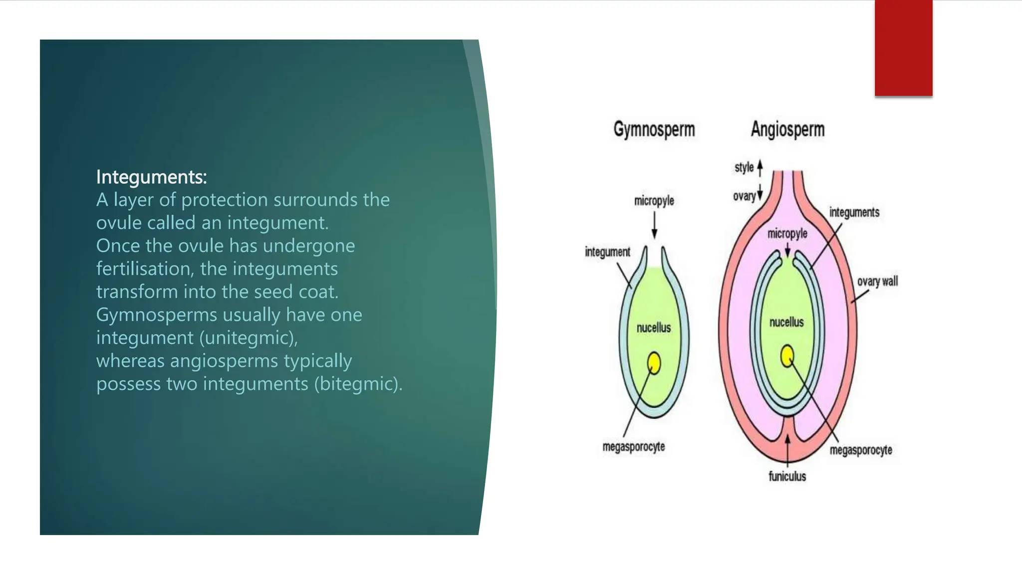 BOTANY –STRUCTURE OF OVULE Presentation by Karthika Dass | PPTX