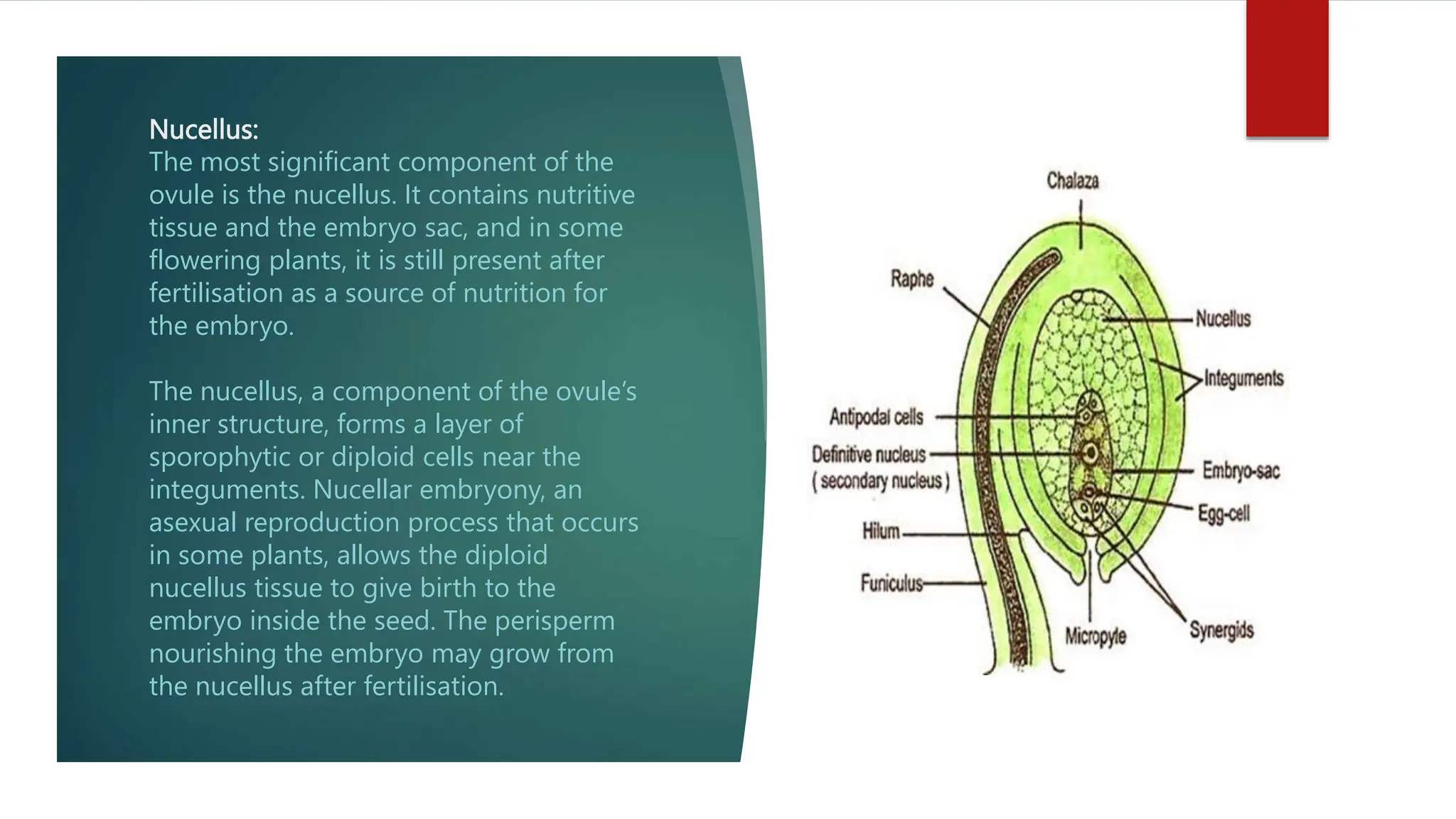 BOTANY –STRUCTURE OF OVULE Presentation by Karthika Dass | PPTX