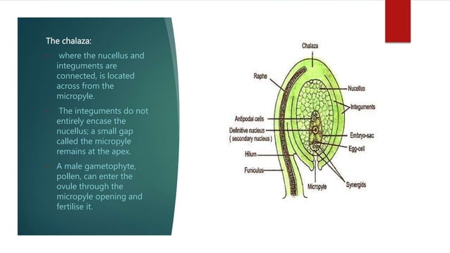 BOTANY –STRUCTURE OF OVULE Presentation by Karthika Dass | PPTX