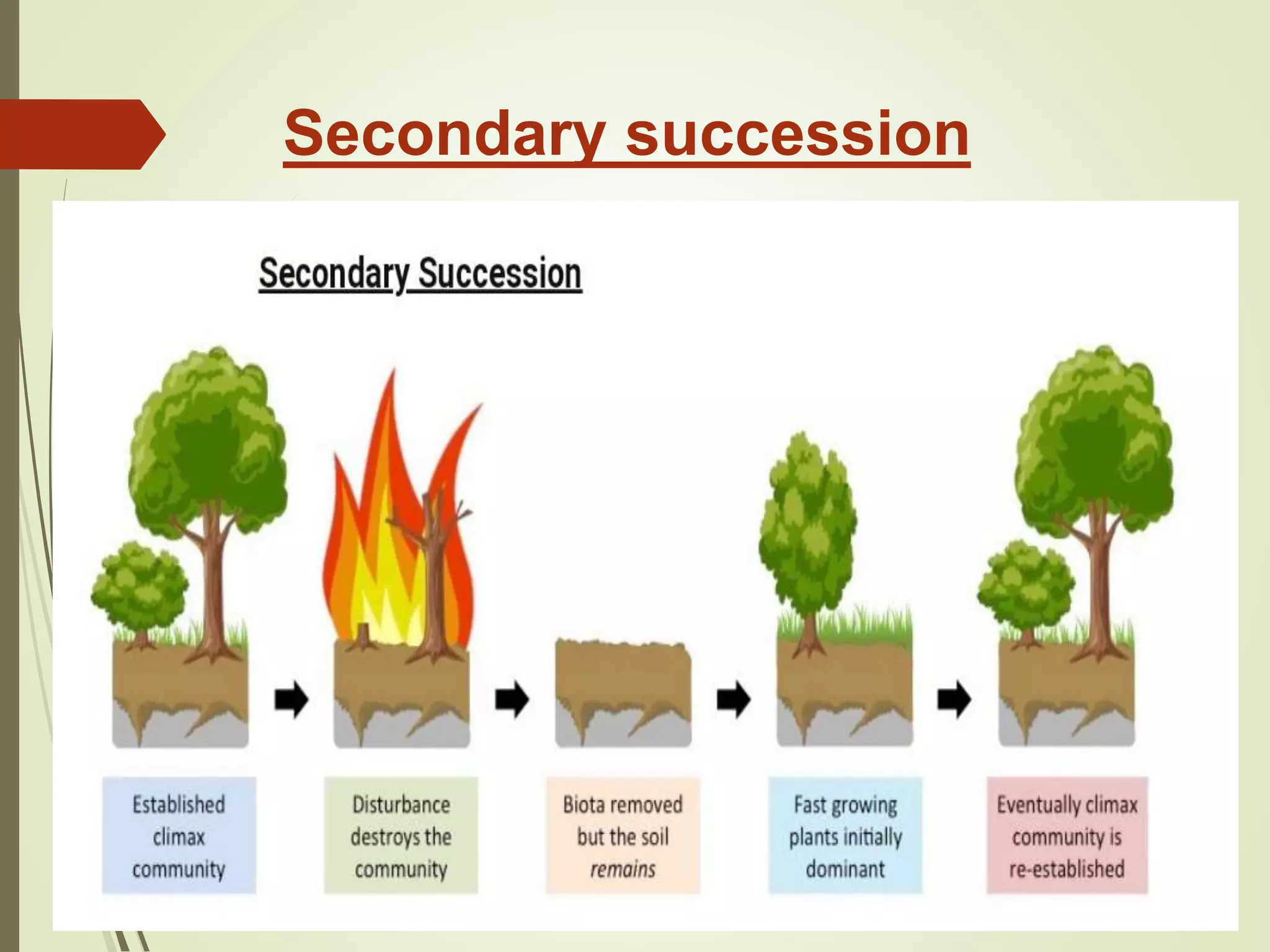 Succession ,its types ,causes and theories | PPTX