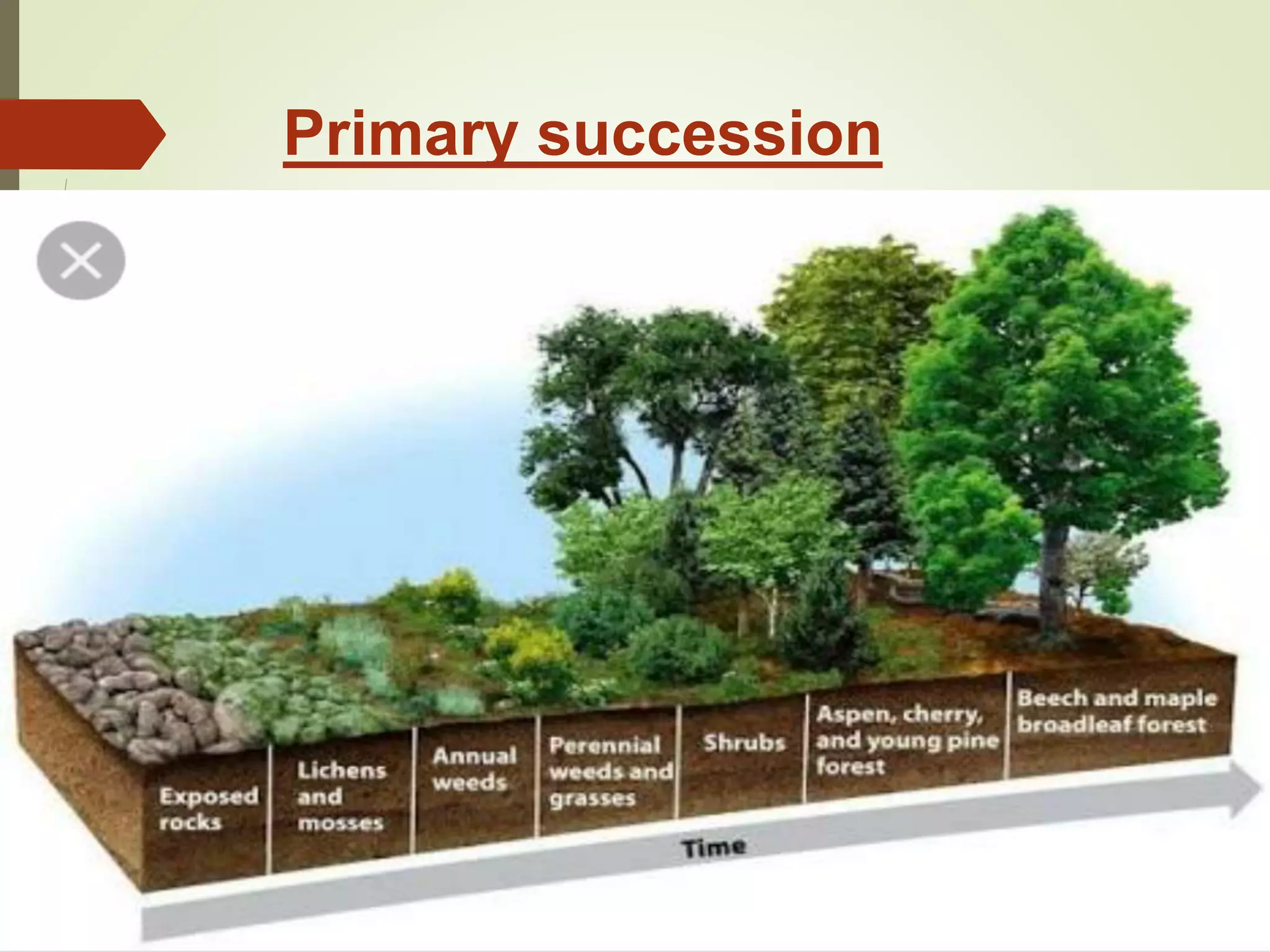 Succession ,its types ,causes and theories | PPTX