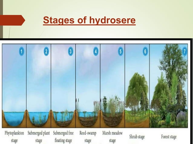 Succession ,its types ,causes and theories | PPTX | Environment | Science