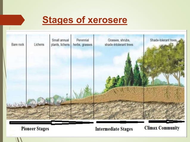 Succession ,its types ,causes and theories | PPTX | Environment | Science