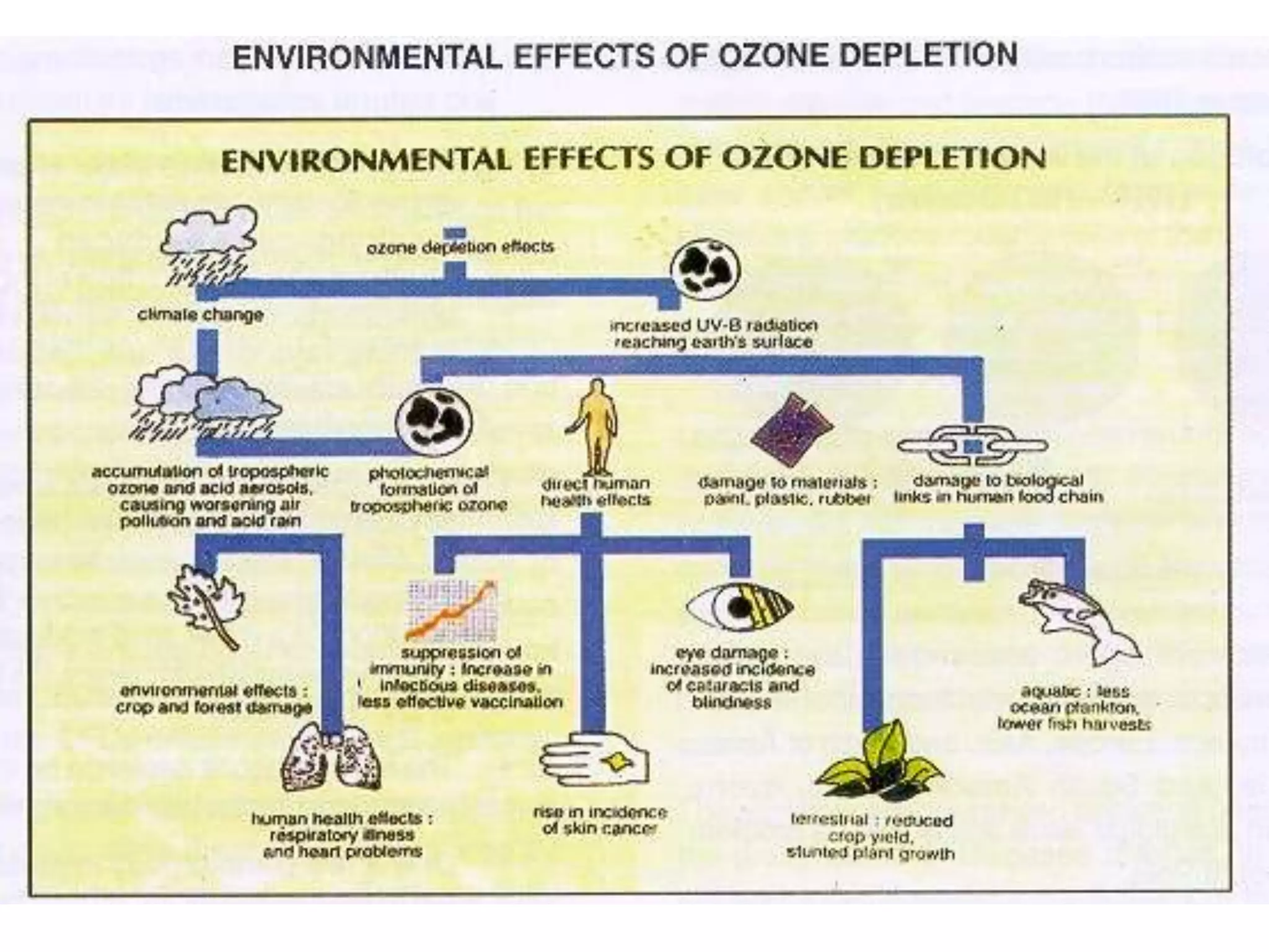 Ozone depletion, Acid Rain, Greenhouse effect and UV Radiation | PPTX