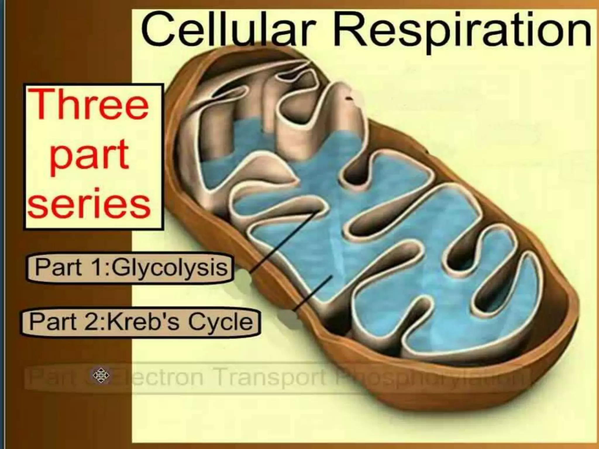 Cellular Respiration | PPTX