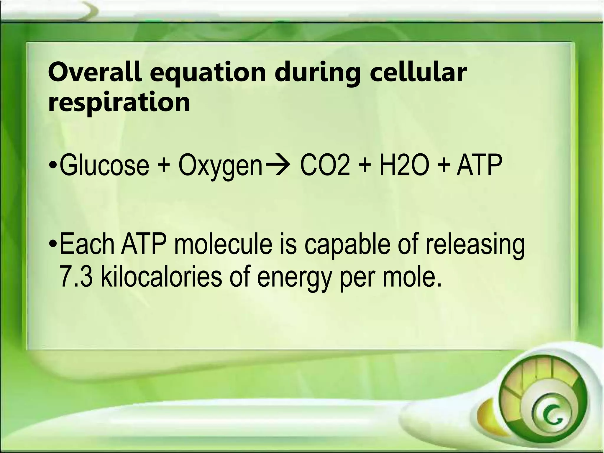 Cellular Respiration | PPTX