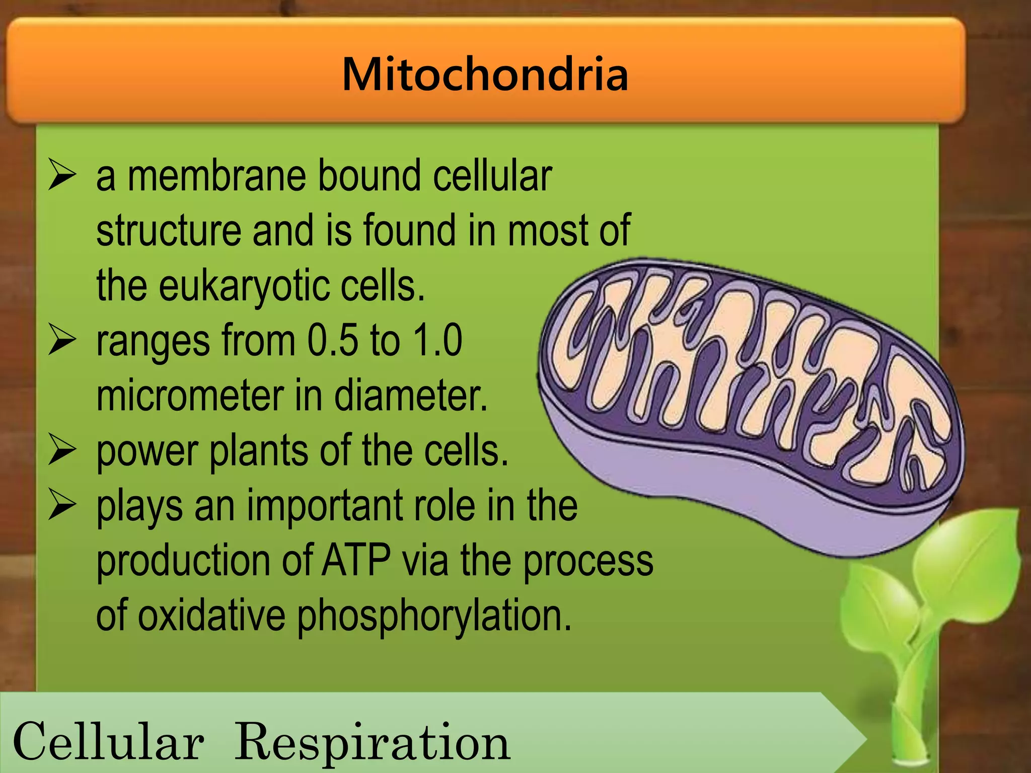 Cellular Respiration | PPTX