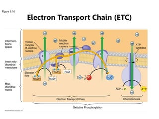 Cellular Respiration | PPTX