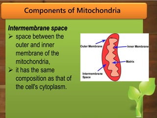 Cellular Respiration | PPTX
