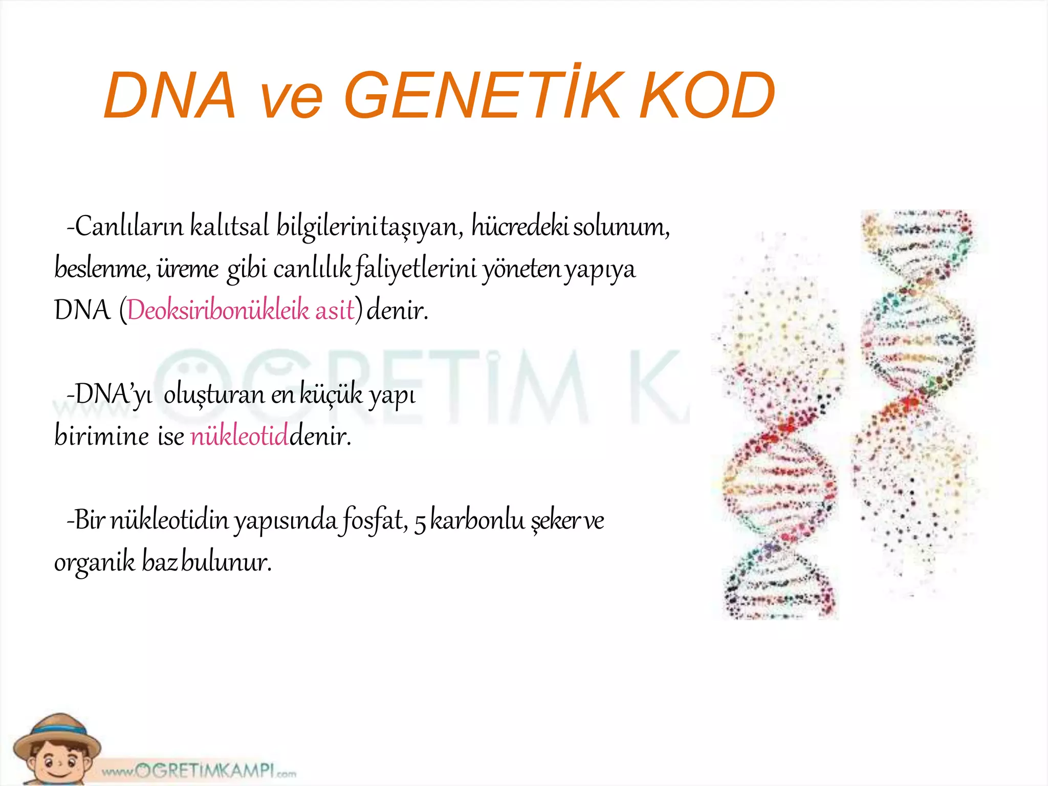 dna ve genetik kod | PPTX