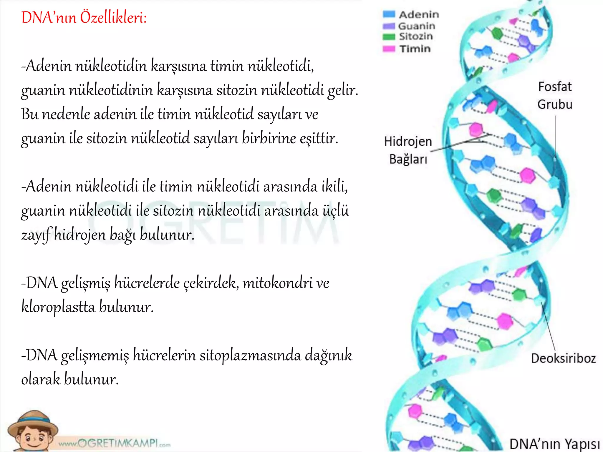 dna ve genetik kod | PPTX