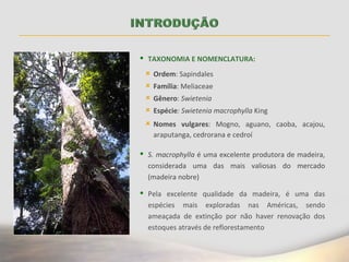 Mogno - Swietenia Macrophylla King. | PPT